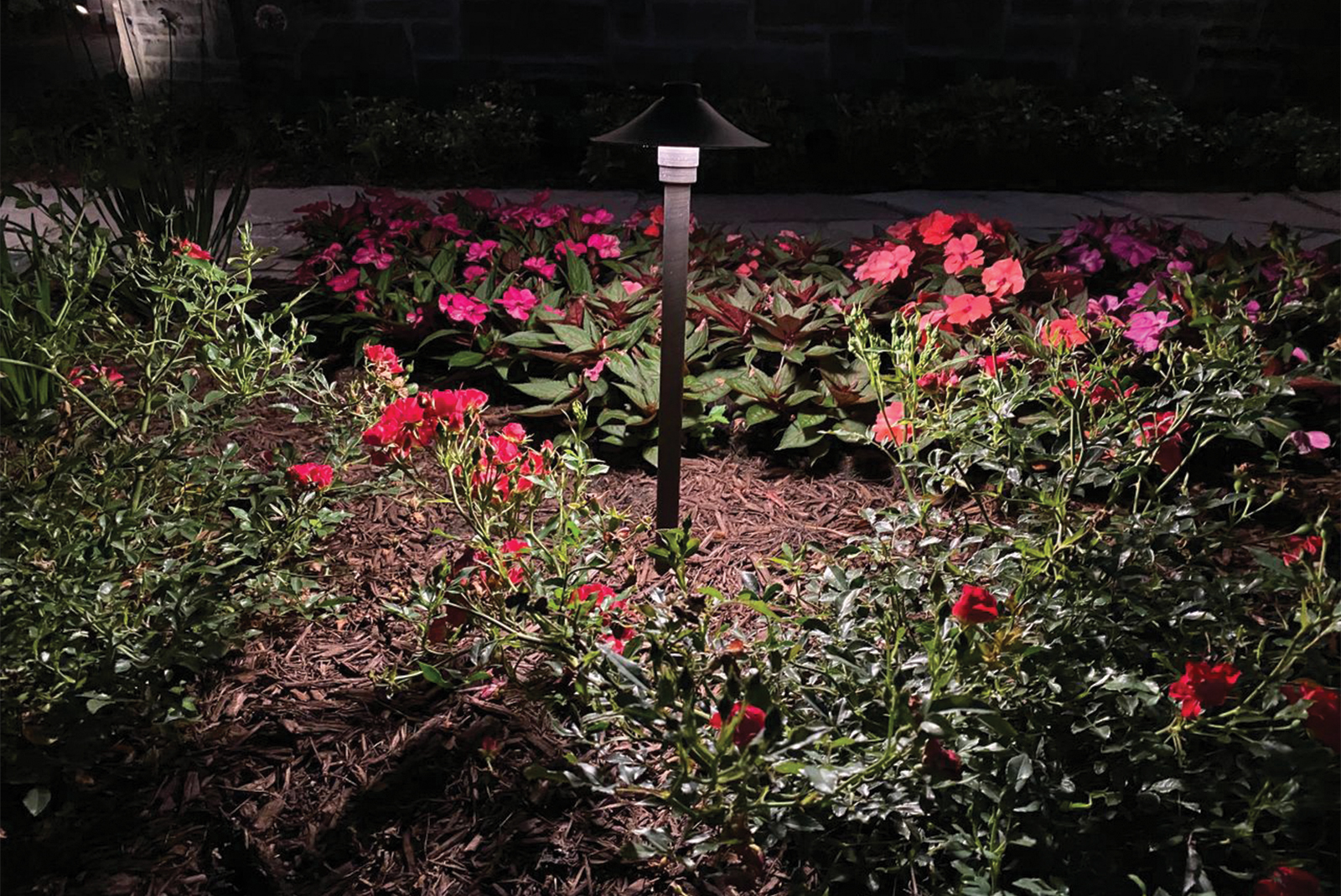 A Beginner’s Guide to Choosing the Best Plants for Optimal Lighting ...